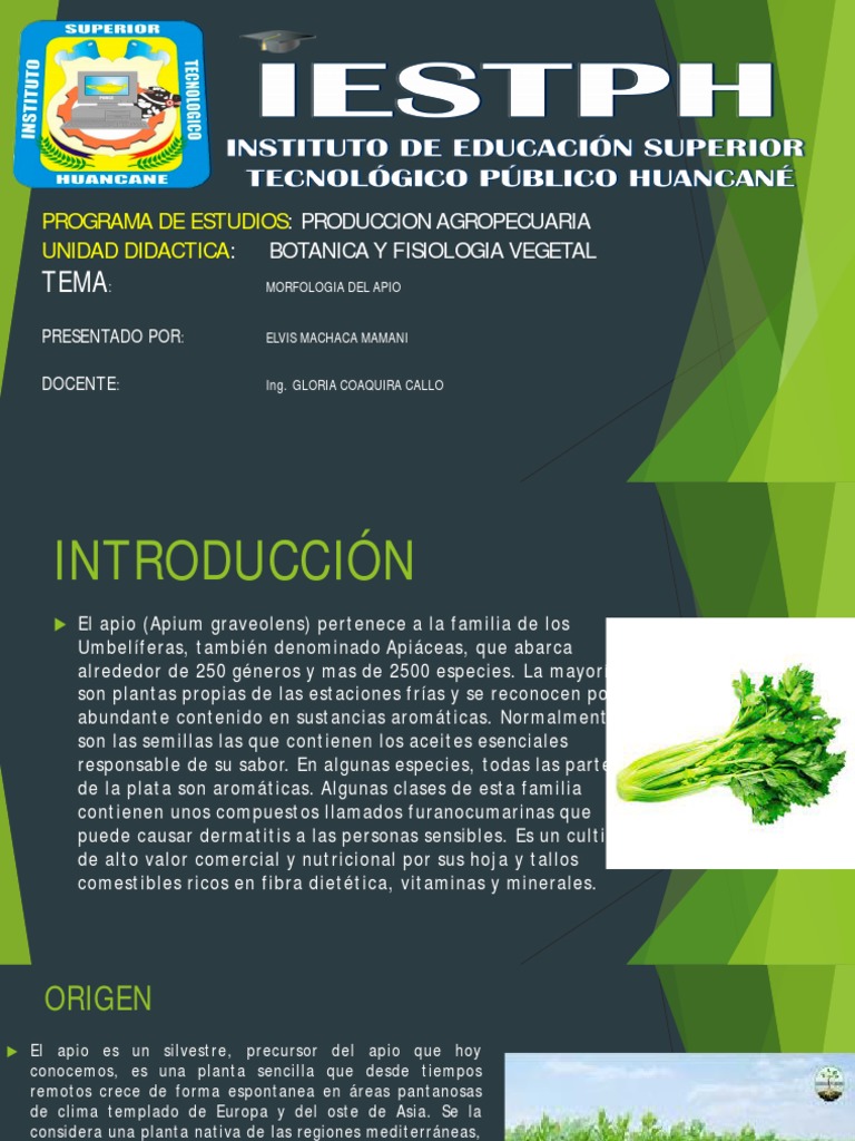 morfología del apio | PDF | Apio | Plantas
