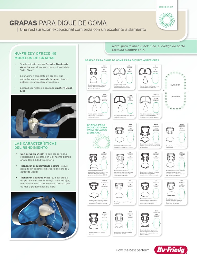 Grapas Dentales 2 | PDF | Diente | Anatomia animal