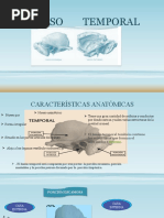Anatomia Topografica de Cabeza y Cuello | PDF | Cráneo | Sistema esquelético