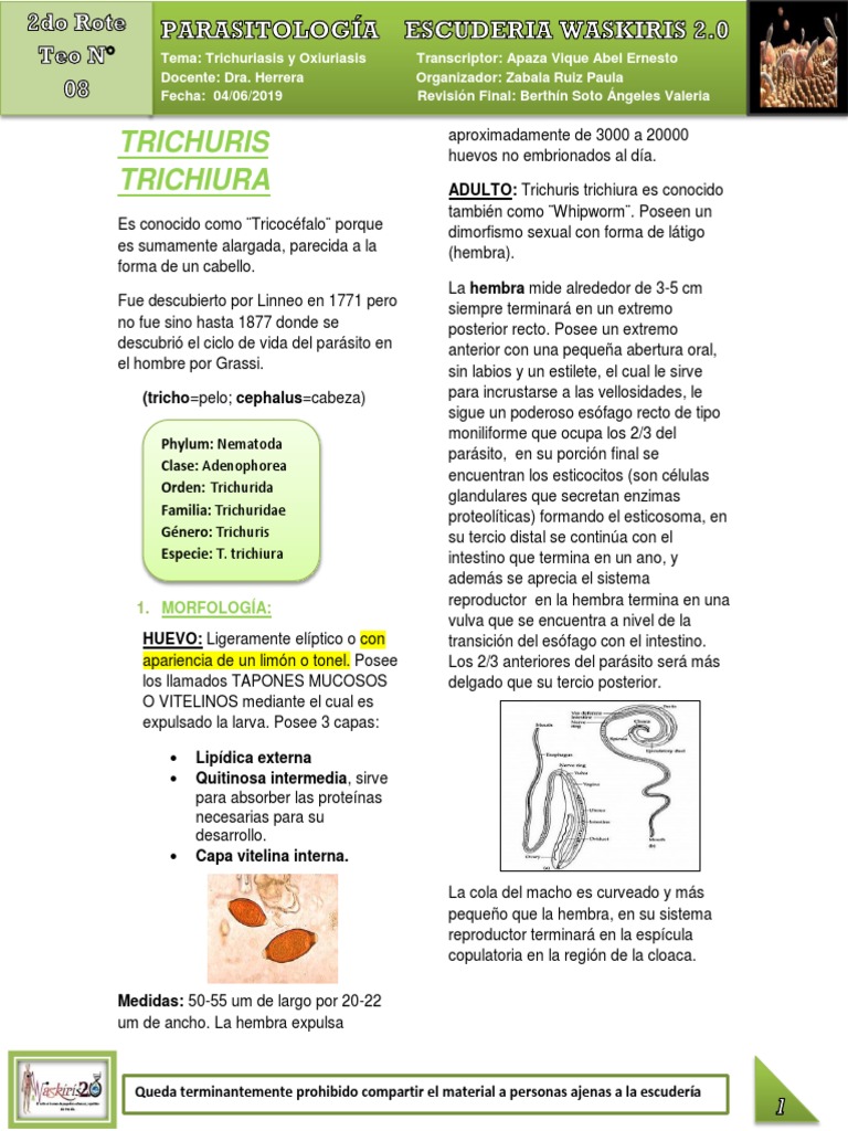 Trichuriasis y Oxiuriasis | PDF | Intestino grueso | Especialidades Medicas