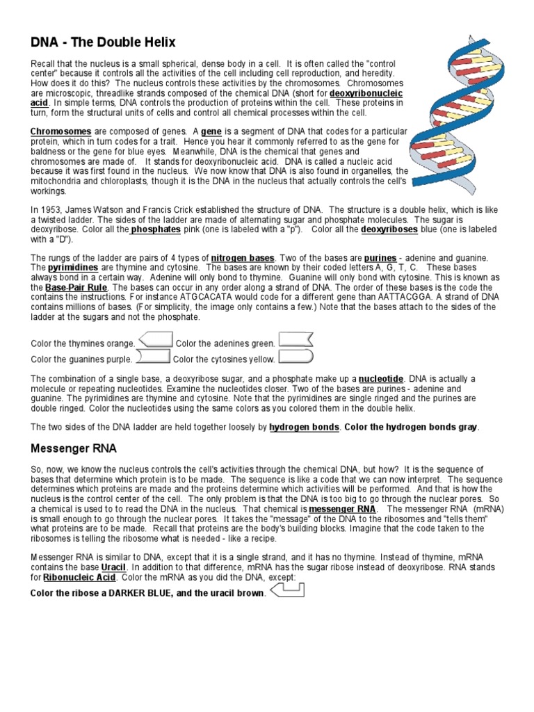 DNA - The Double Helix, Coloring Worksheet | PDF | Dna | Rna