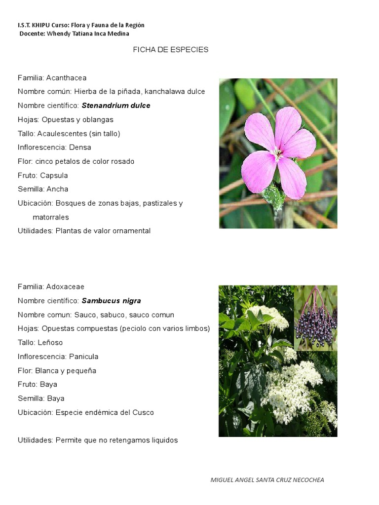 Ficha de Especies | PDF | Botánica | Plantas