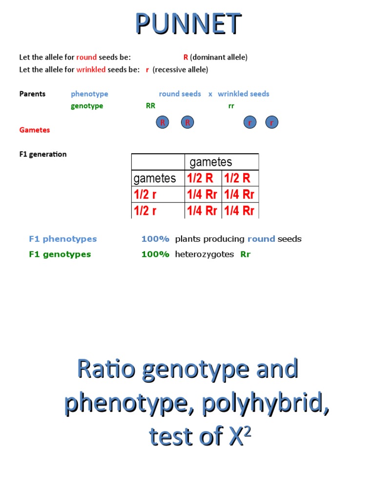 Probability, Ratio of Genotype & Phenotype, Chi Square | PDF ...