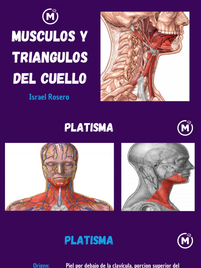 Triangulos Del Cuello-2 PDF | PDF | Cabeza y cuello humanos | Anatomía humana