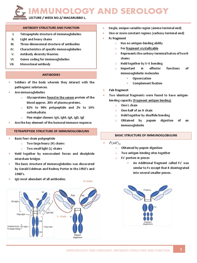 L3 Is Antibody Structure and Function | PDF | Antibody | Immunoglobulin G