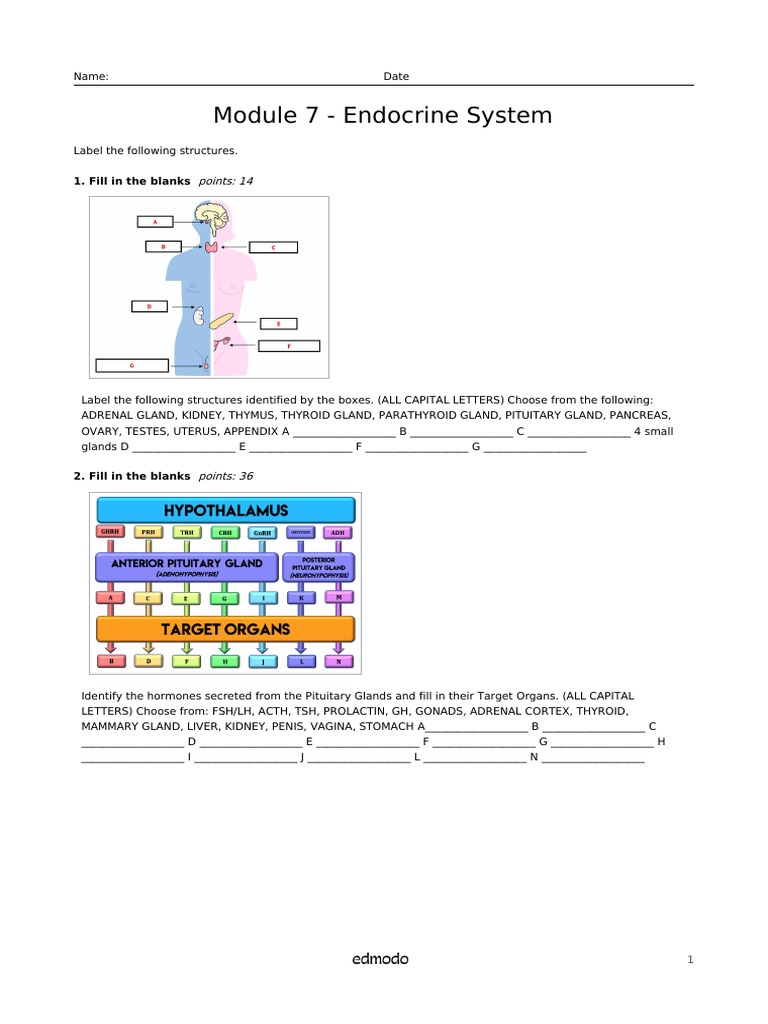 Module 7 Endocrine System | PDF
