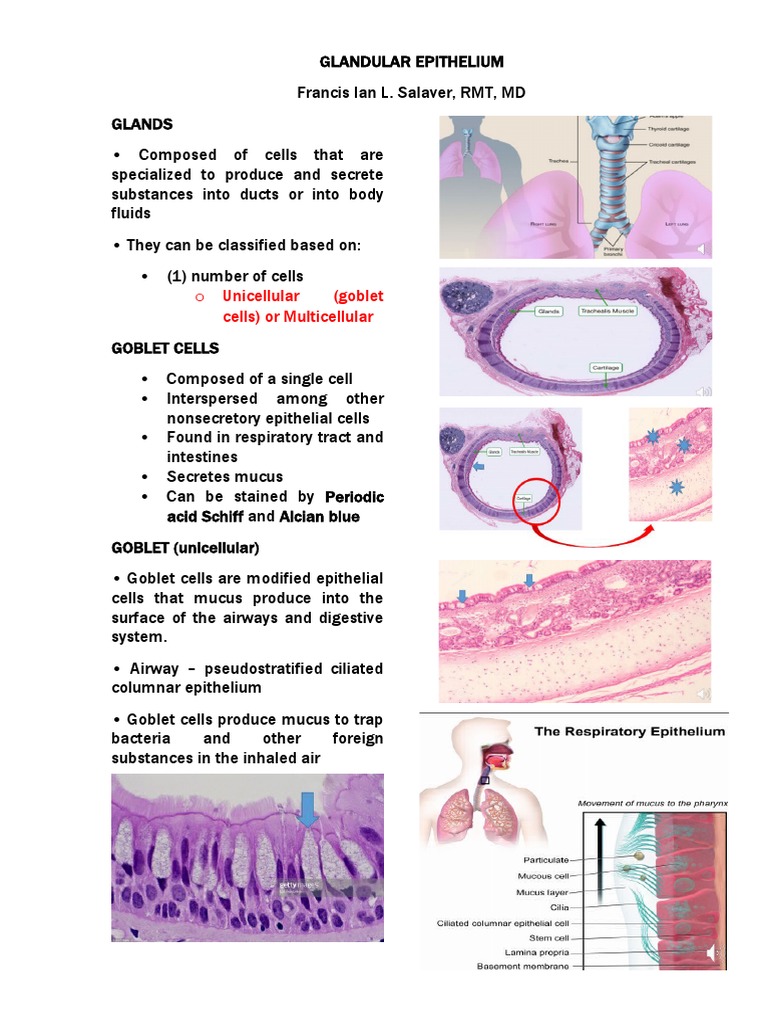 Glandular Epithelium | PDF | Epithelium | Respiratory Tract
