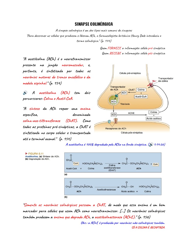 Resumo Sobre A Sinapse Colinérgica | PDF | Sinapse | Neurônio