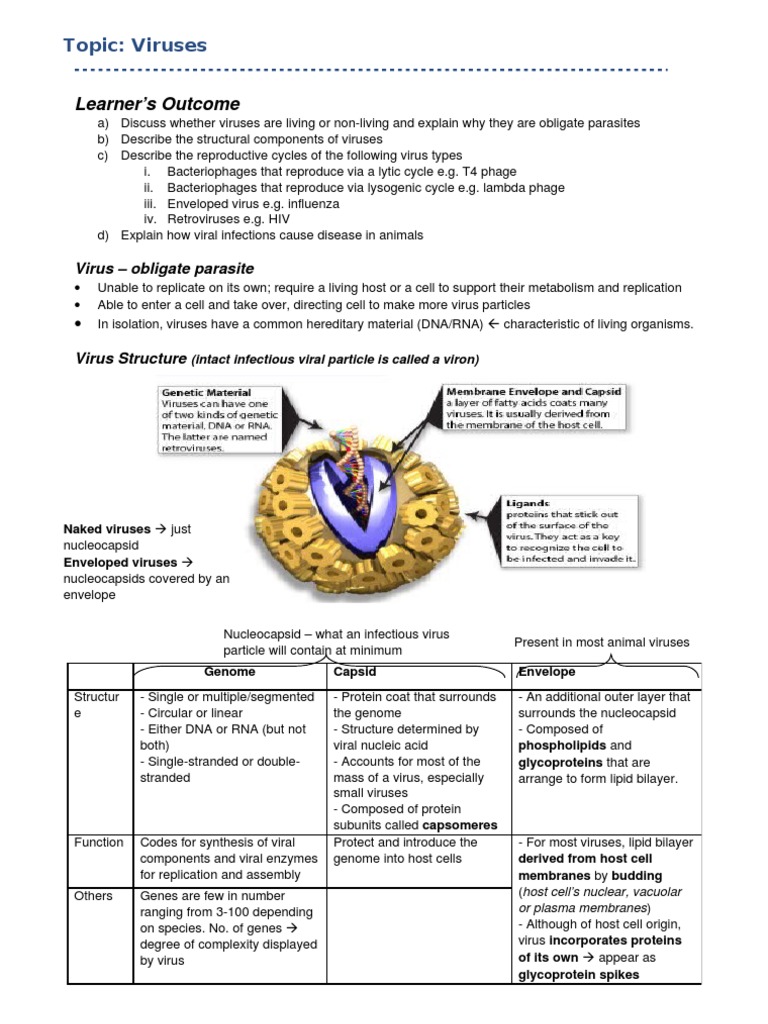 Virus Notes | Download Free PDF | Bacteriophage | Virus