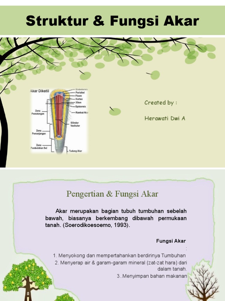 Struktur & Fungsi Akar | PDF