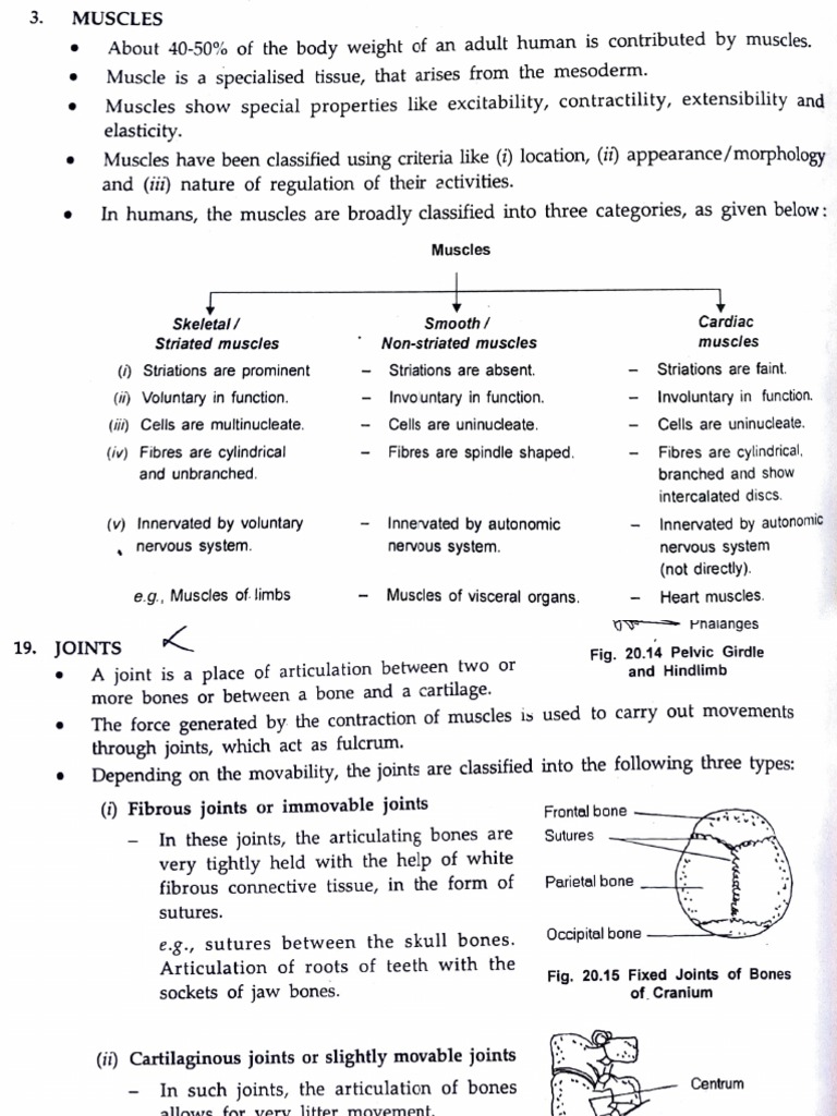 Locomotion and Movement | PDF | Skeletal Muscle | Joint