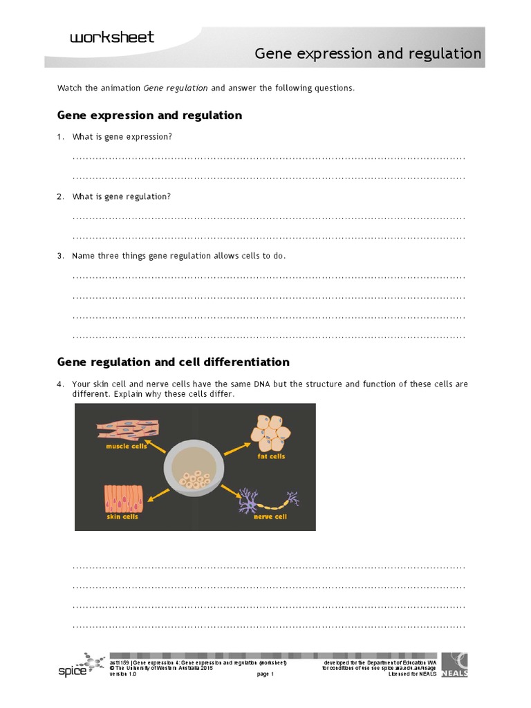 Gene Expression & Regulation HW | PDF | Gene | Gene Expression