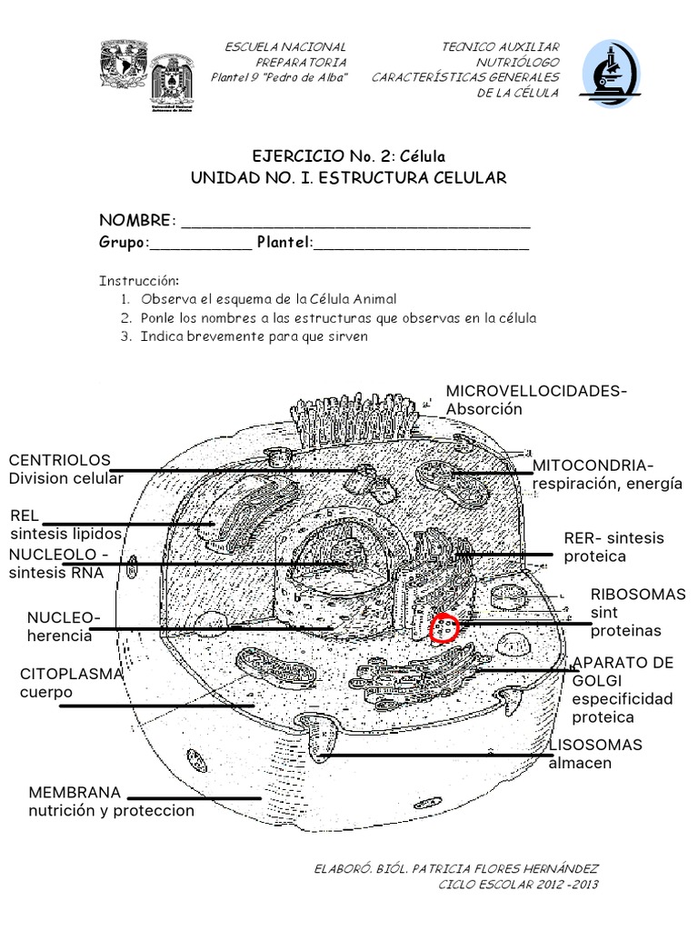 Esquema de La Celula Humana | PDF