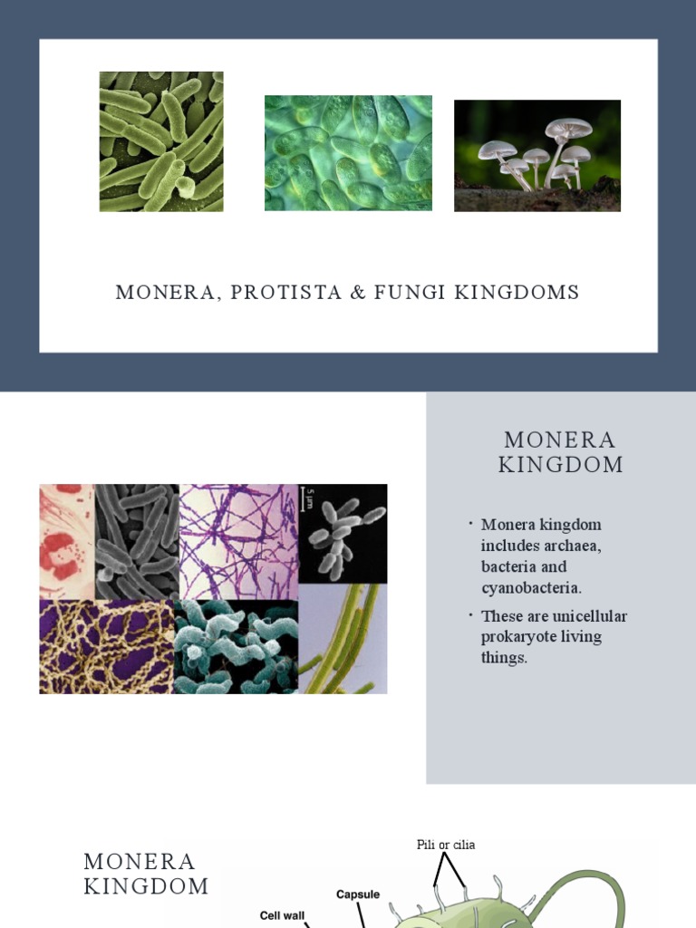 Monera Protista & Fungi Kingdom | PDF | Fungus | Bacteria