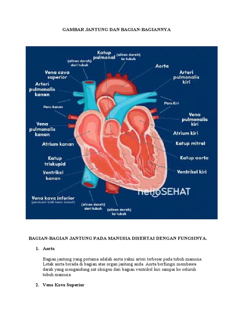 Gambar Jantung Dan Bagian | PDF
