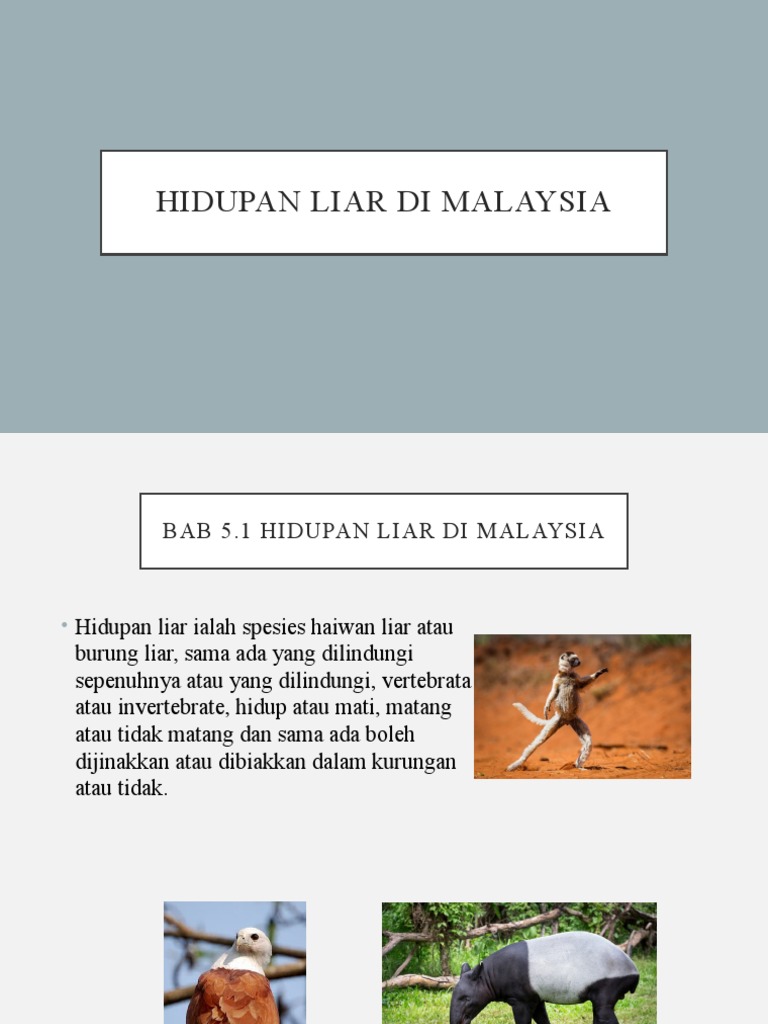 Hidupan Liar Di Malaysia | PDF