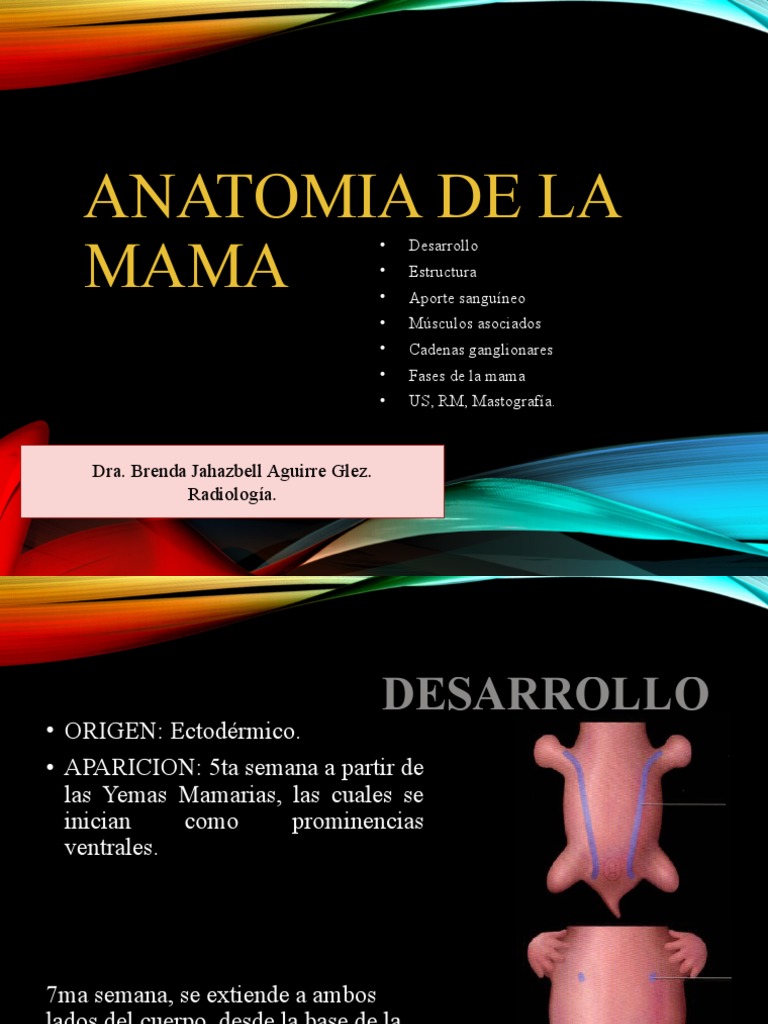 Anatomia de La Mama | PDF | Pecho | Tejido conectivo