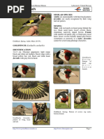 UK Gull Identification Guide | PDF | Gull | Birds