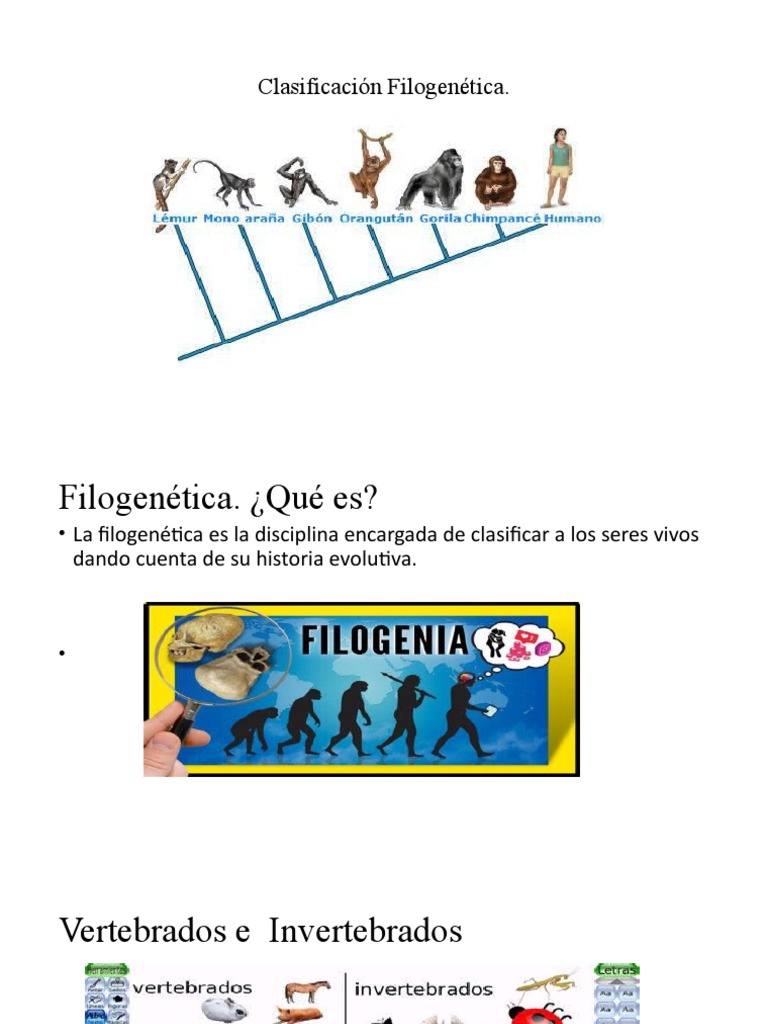 Clasificación Filogenética | PDF