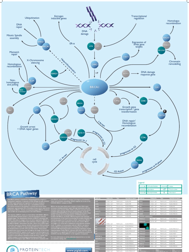BRCA Signaling Pathway Poster | Dna Repair | Genetics