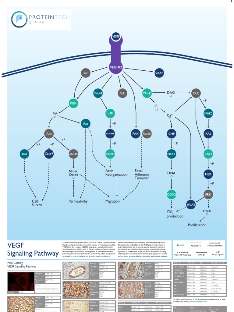 VEGF Signaling Poster | PDF | Wellness
