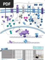 Signaling Pathways | PDF | Biochemical Cascade | Cell Signaling