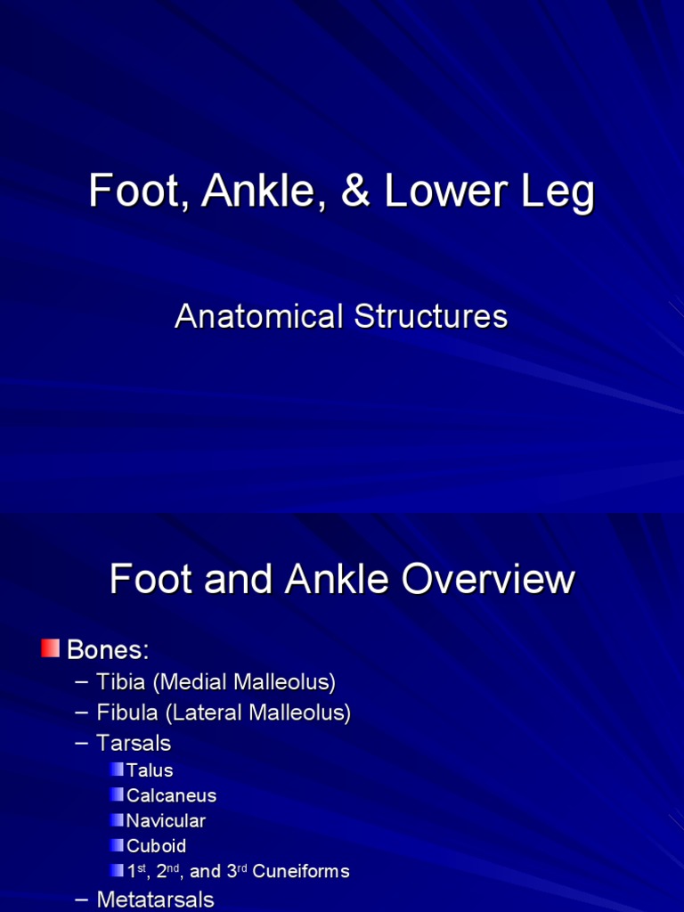 Foot, Ankle & Lower Leg Structure Guide | PDF