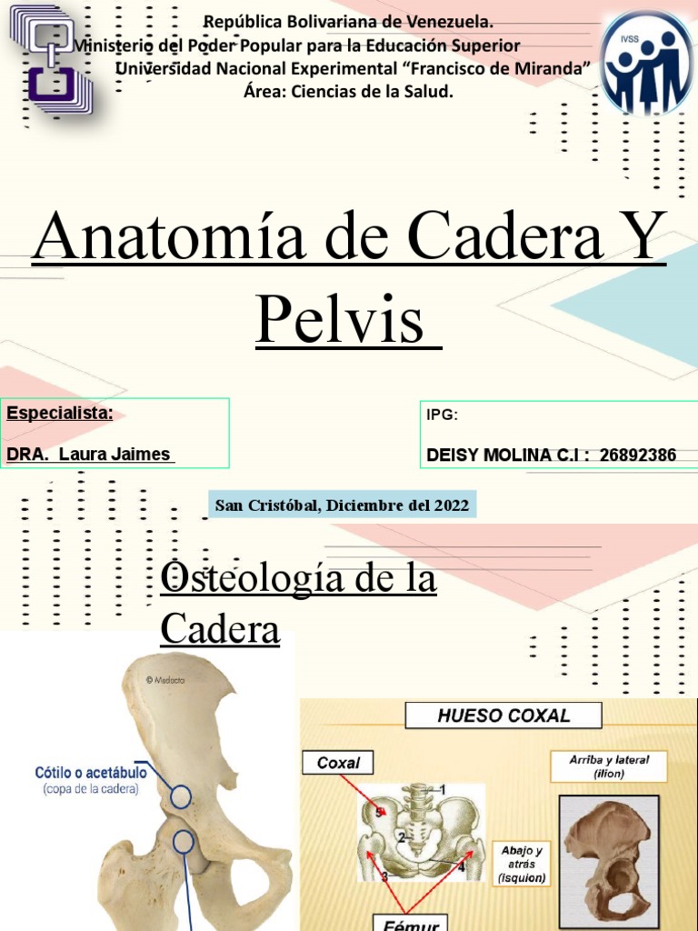 Biomecánica de la Cadera y Pelvis | PDF | Pelvis | La columna vertebral