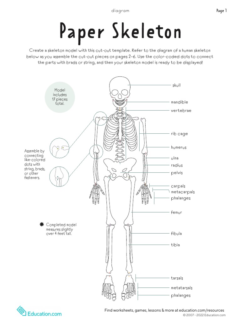 Paper Skeleton | PDF | Musculoskeletal System | Skeletal System