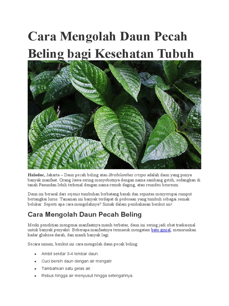 Cara Mengolah Daun Pecah Beling Bagi Kesehatan Tubuh | PDF