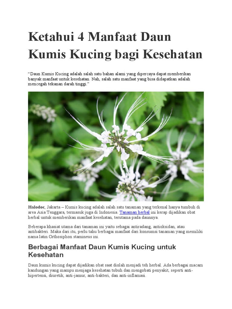 Ketahui 4 Manfaat Daun Kumis Kucing Bagi Kesehatan | PDF Ketahui 4 Manfaat Daun Kumis Kucing Bagi Kesehatan | PDF