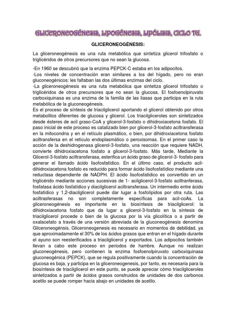 Gliceroneogénesis y Lipogénesis Hepática | PDF | Triglicéridos | Ácido ...
