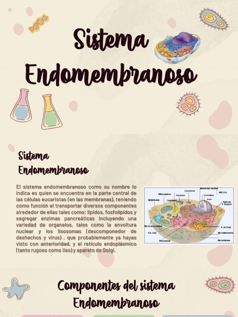 El sistema endomembranoso: componentes y funciones clave en las células ...
