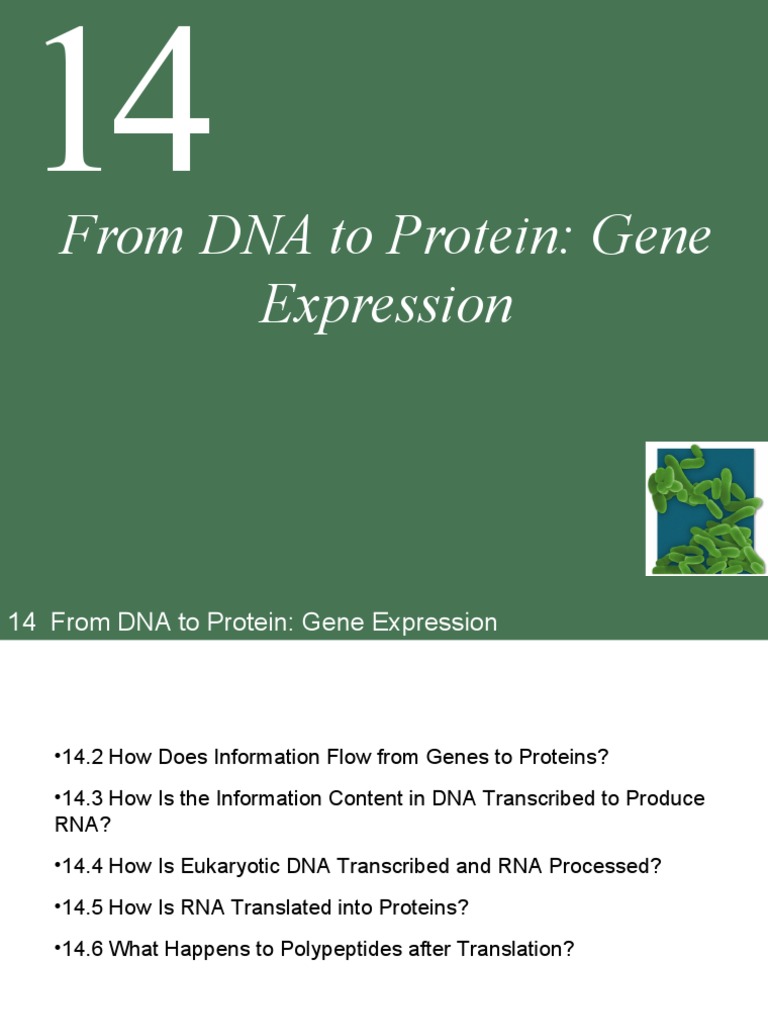 Lecture 13 Genes and How They Work | PDF | Translation (Biology) | Rna