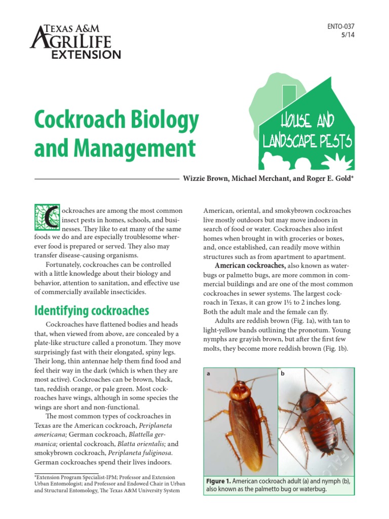 Cockroach Biology and Management | PDF | Insects