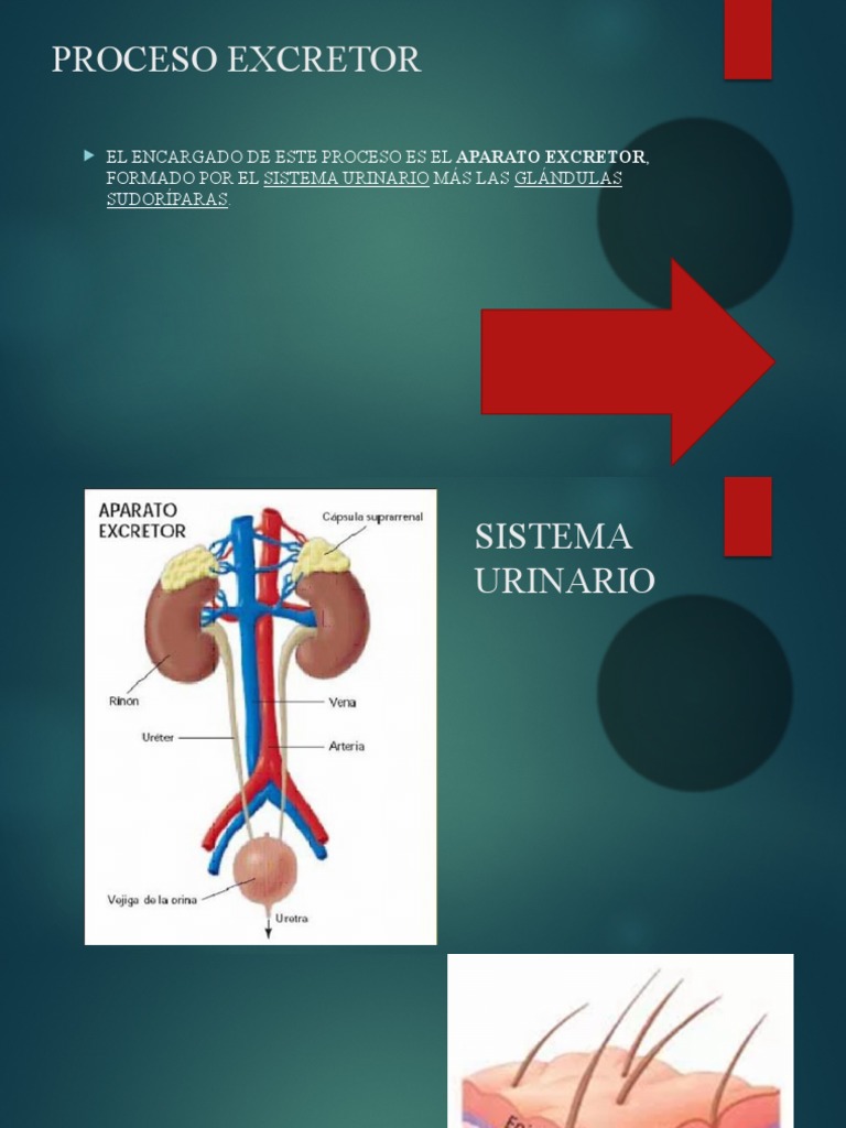 Aparato Excretor | PDF | Salud y bienestar