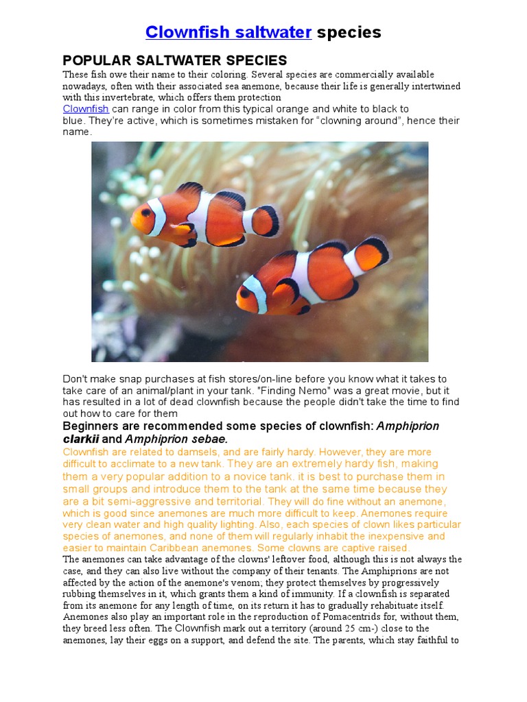 Popular Saltwater Fish Clownfish - Torrent | PDF | Aquatic Animals | Fish