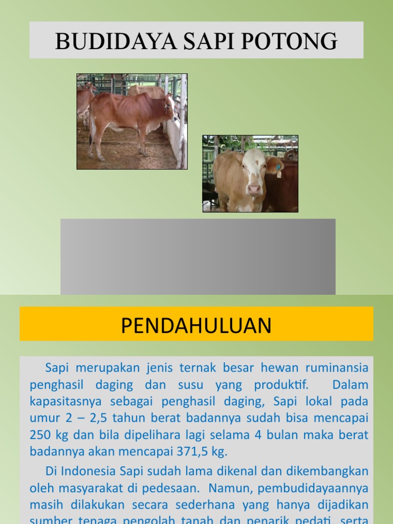 Budidaya Sapi Potong | PDF