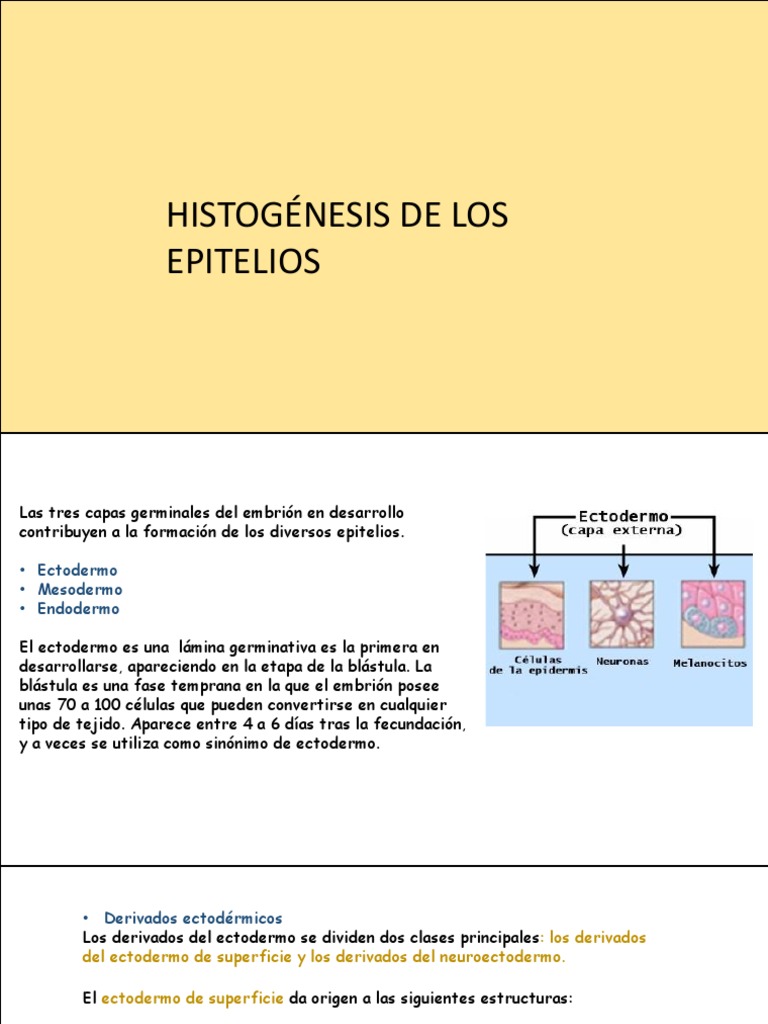 Histogenesis | PDF | Epitelio | Anatomía