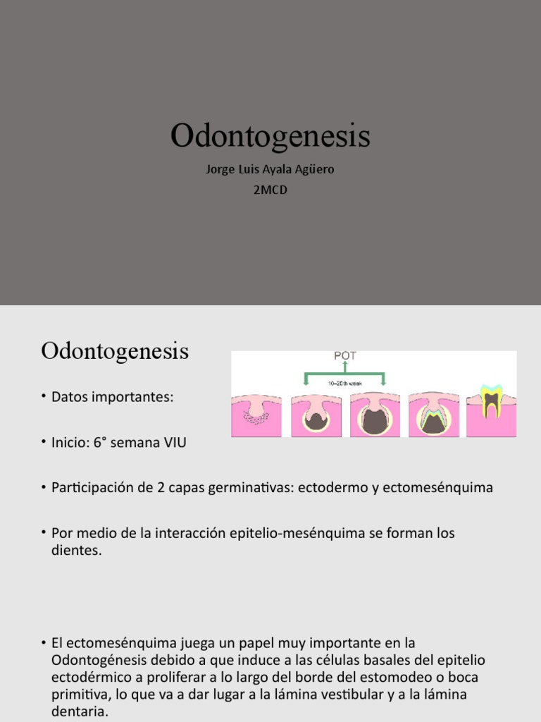 Odontogenesis | PDF