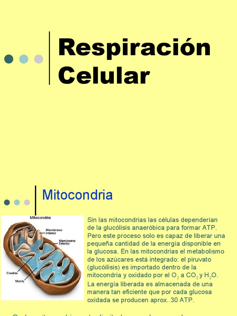 8-Ciclo de Krebs | PDF | Respiración celular | Trifosfato de adenosina