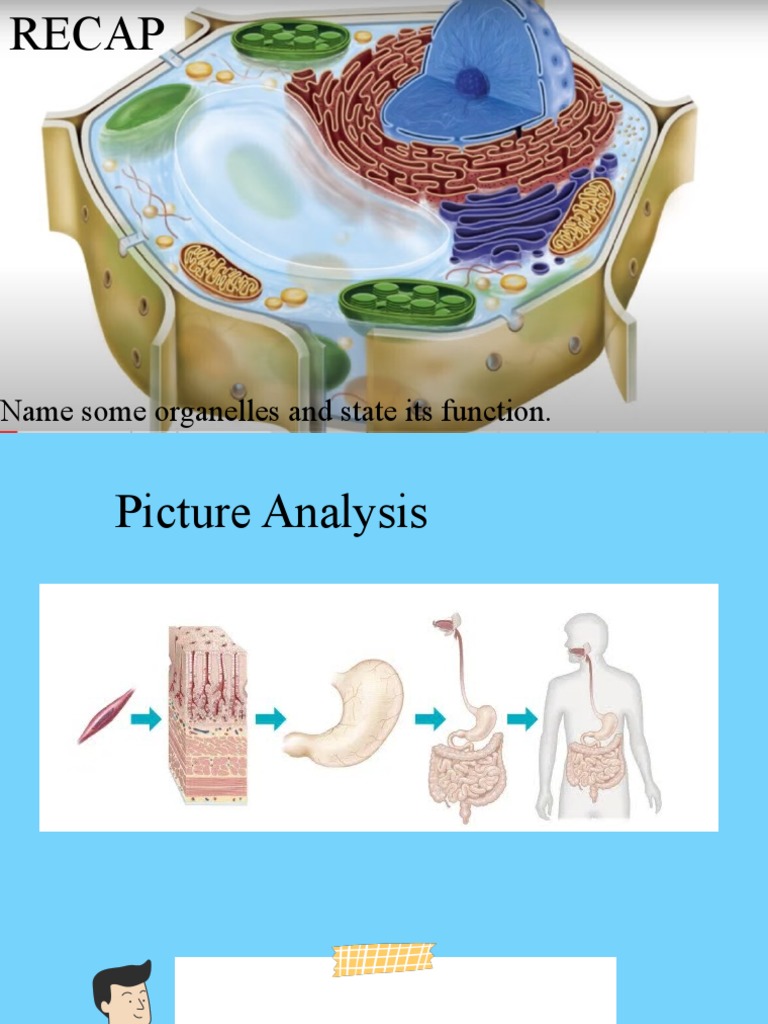 Plant Cell Type and Its Function | PDF | Tissue (Biology) | Plant Stem