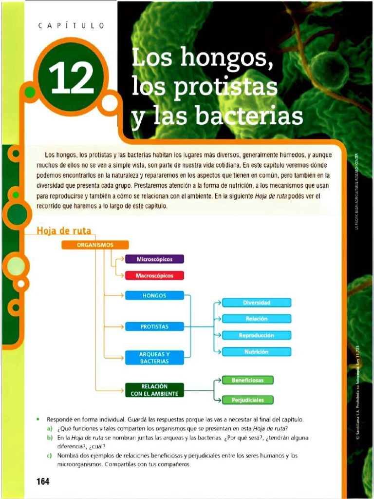 CsNat - Cap12.s en Línea.. Hongos, Protistas y Bacterias | PDF | Hongo ...