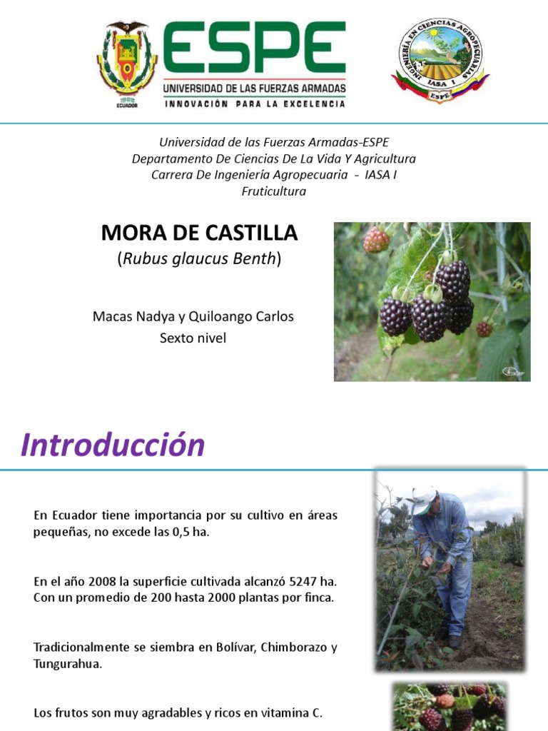 Cultivo de Mora de Castilla en Ecuador | PDF | Mora | Agricultura