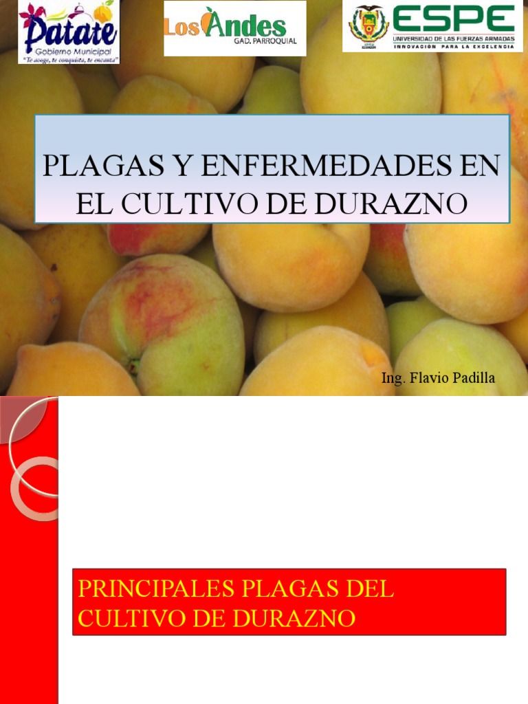 Plagas Y Enfermedades Del Durazno Pdf Plantas Botánica
