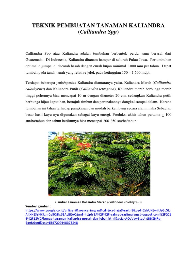 Teknik Pembuatan Tanaman Kaliandra-1 | PDF