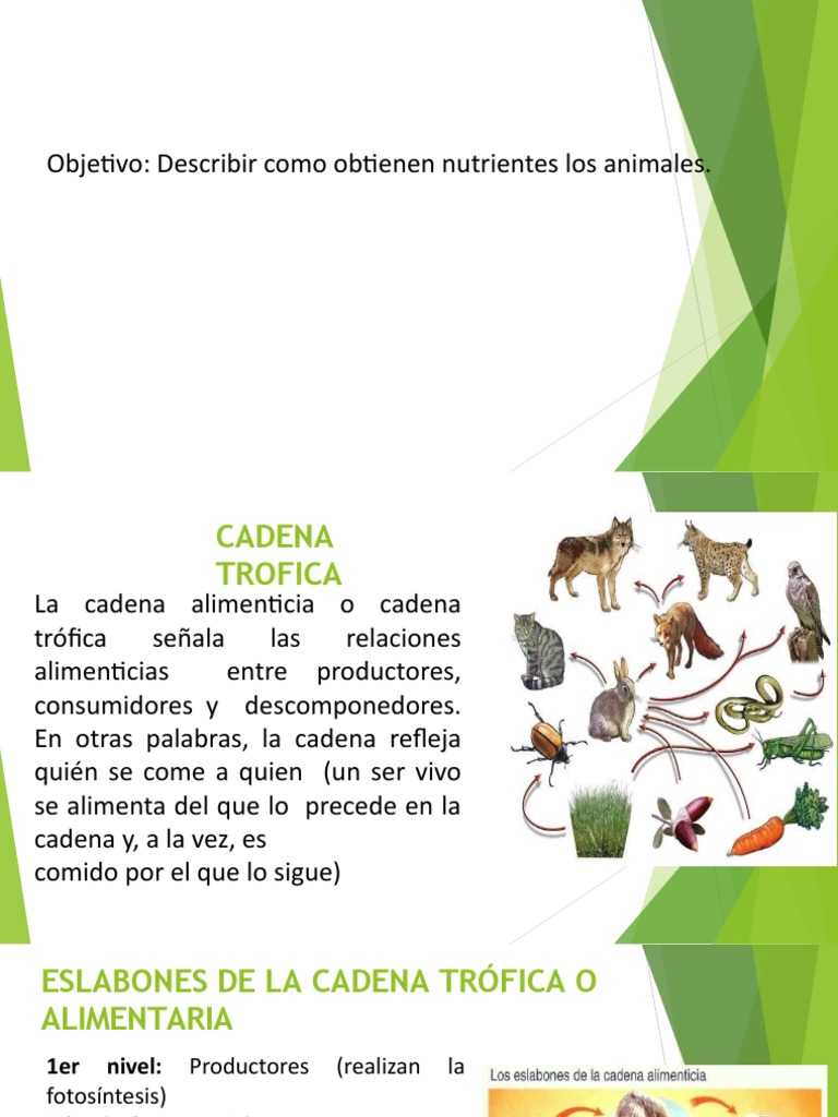 Cadena Trofica | PDF | Red alimentaria | Ecología de sistemas