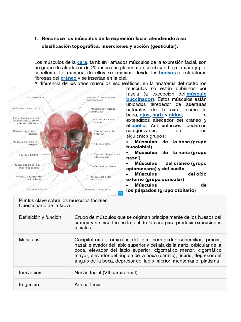 Guia 4 Anatomía | PDF | Nariz humana | Cabeza y cuello humanos