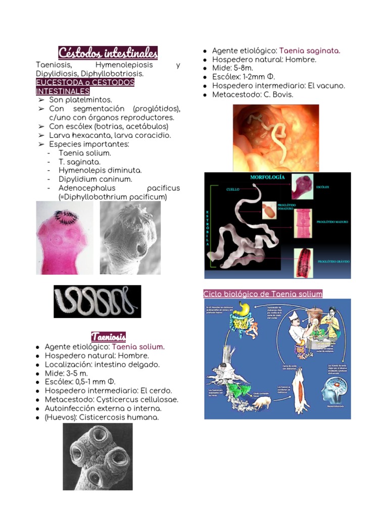 Céstodos Intestinales | PDF | Especialidades Medicas | Animales y humanos