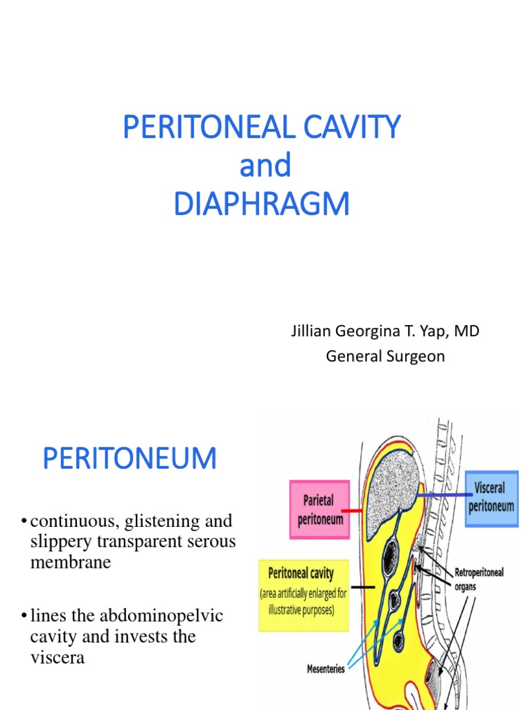 Peritoneum, Peritoneal Cavity, and Diaphragm 11-6-15-1 | PDF ...